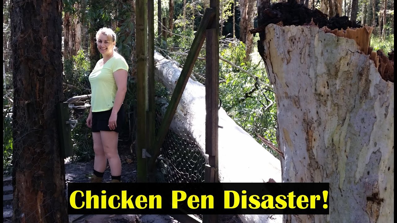 Chicken Pen Disaster Huge Storm Big Tree Crush Coop! - YouTube