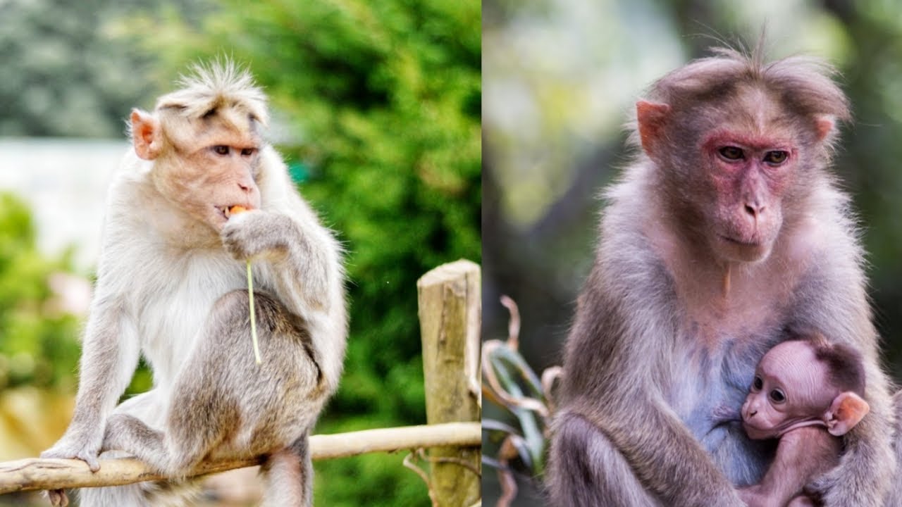 Monkey love peantnus।।feeding one box peanuts to Funny videos - YouTube