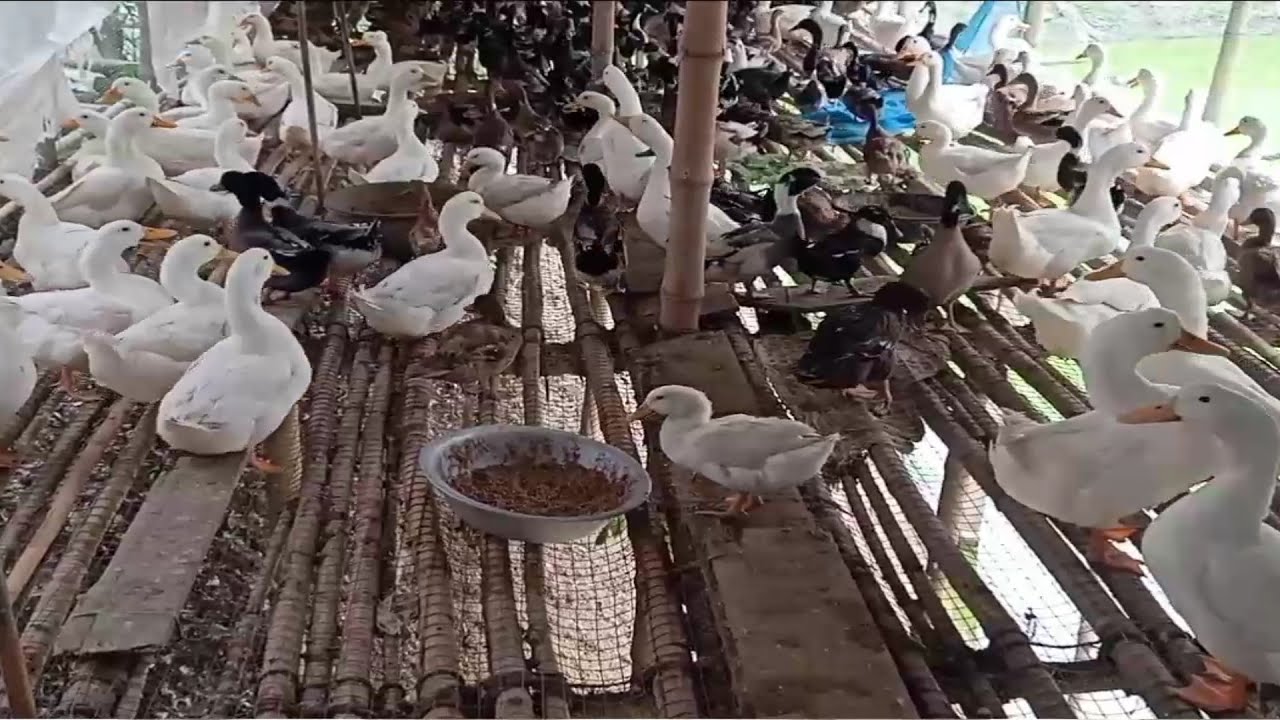 Boiler duck 9957379535, khaki Campbell Duck / How many profit White ...