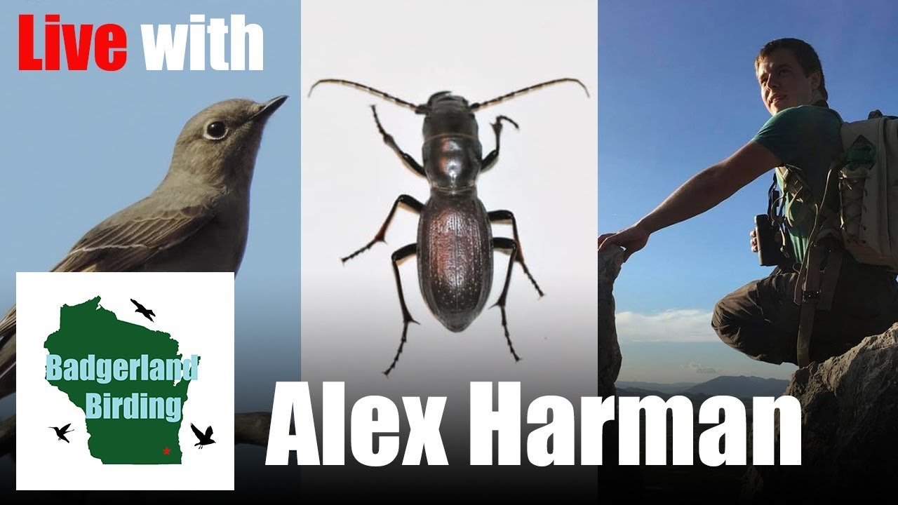 LIVE with Alex Harman! (Oklahoma State University) - YouTube