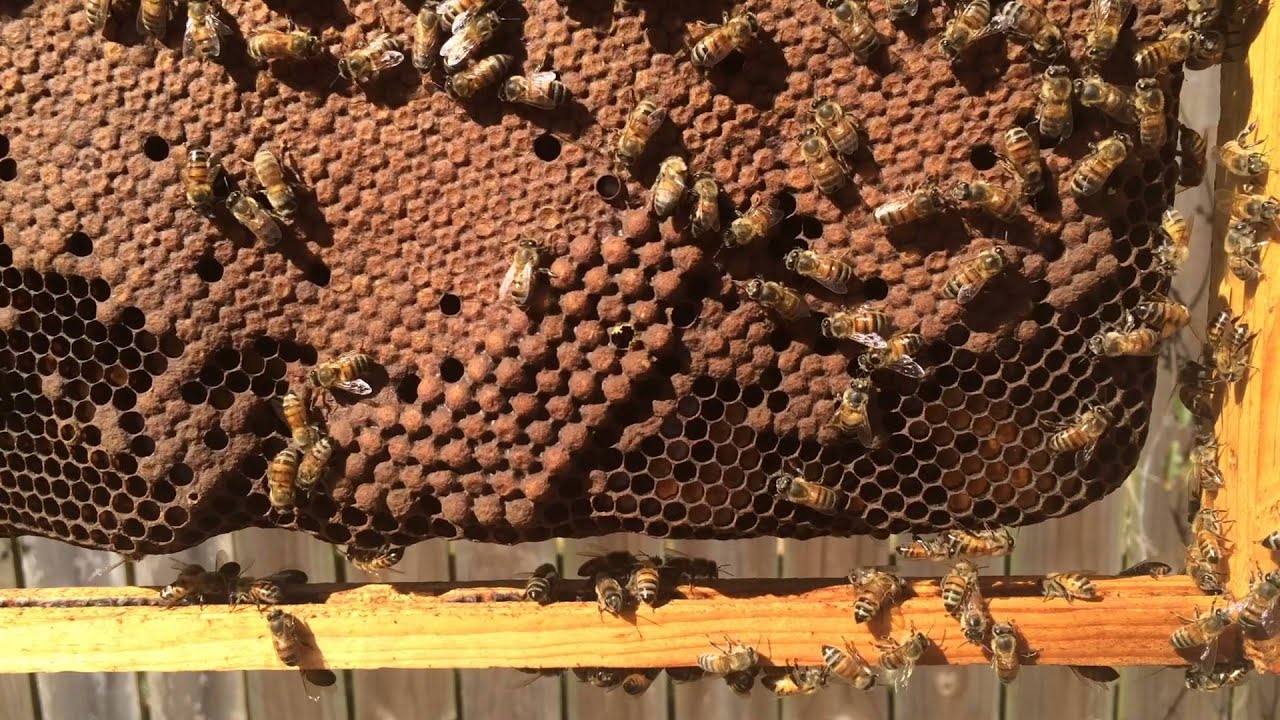 Looks like my first hive has officially gone to the drones. : r/Beekeeping