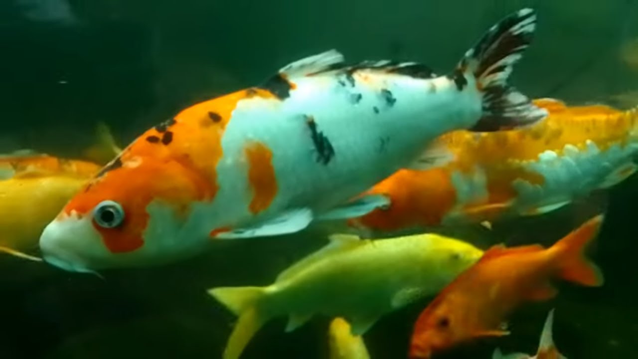 Amazing Beautiful Fish Compilation - Don't Miss These Amazing Fish! - YouTube