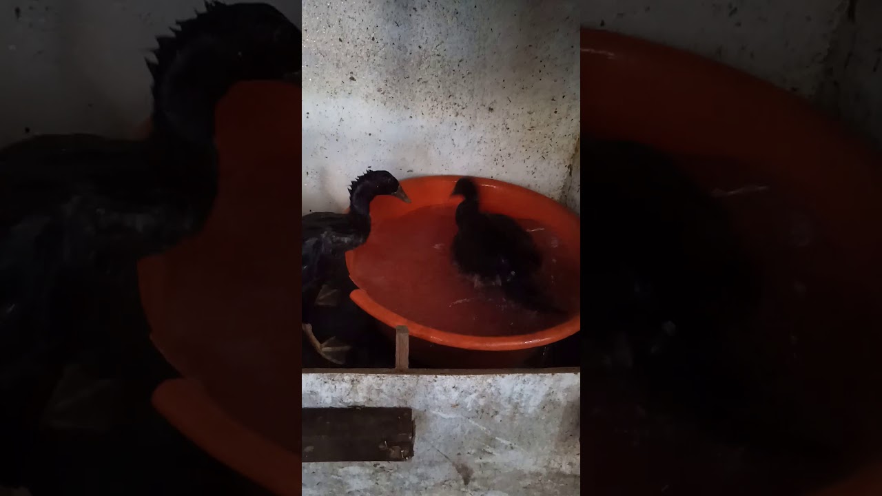 Ang balot na binili sa palengke na nagiging sisiw at lumaki - YouTube