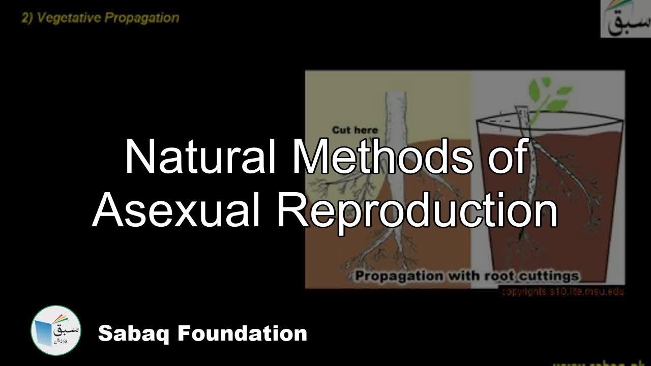 Natural Methods of Asexual Reproduction, Biology Lecture | Sabaq.pk ...