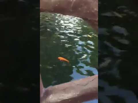 Sumer Park Yaktım Gemileri