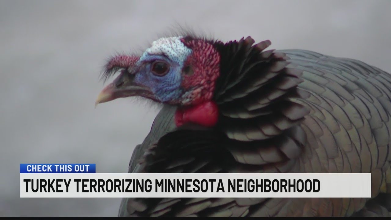 Check This Out: Turkey terrorizing Minnesota neighborhood - YouTube