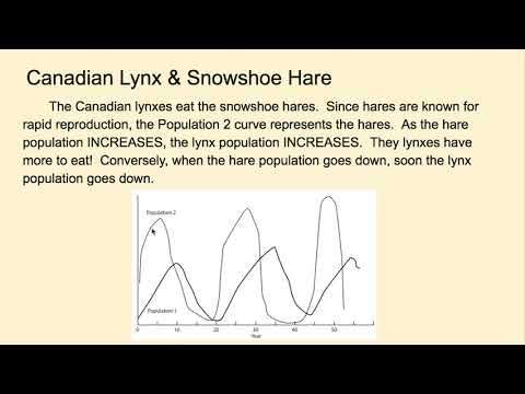 Canadian Lynx & Snowshow Hare - YouTube