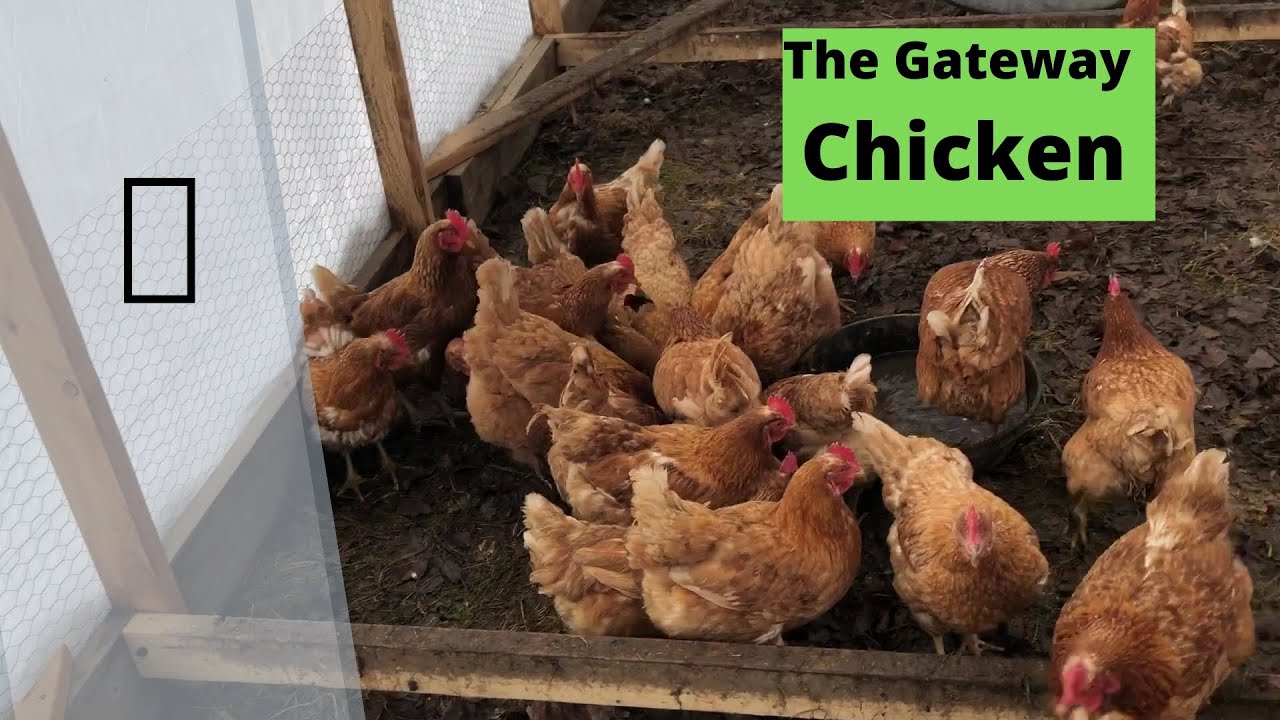 The GatewayChicken - YouTube