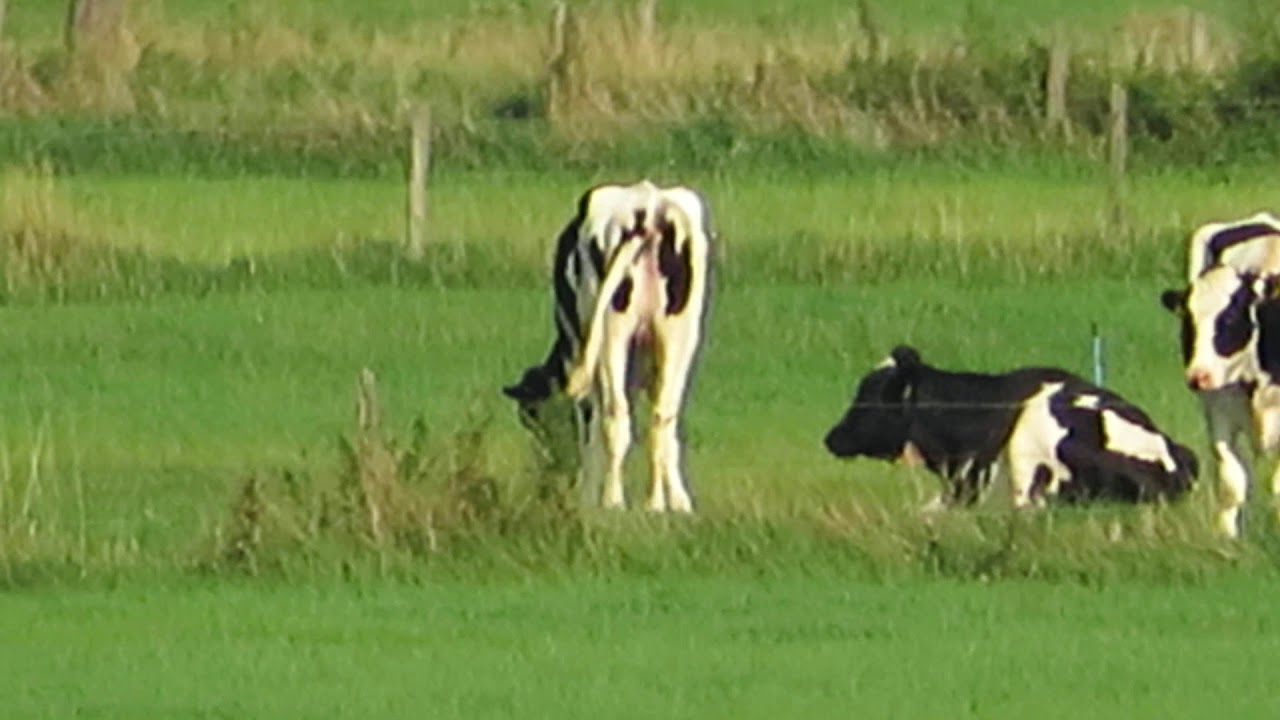 Koeien in de wei met 30 graden. - YouTube