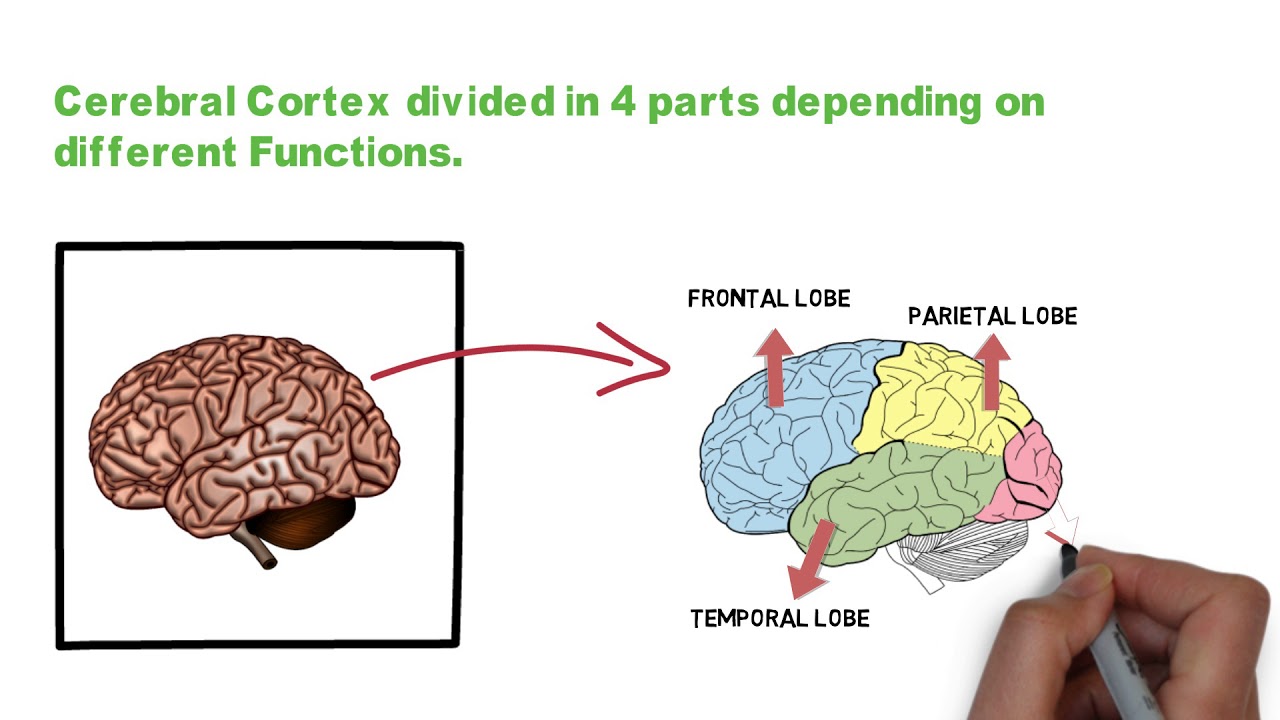 Brain Lobes and Functions - YouTube