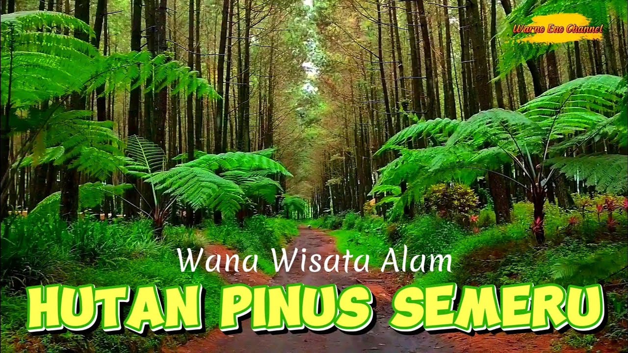 Wisata Hutan Pinus Semeru Dan Wisata Malang Terbaru - YouTube