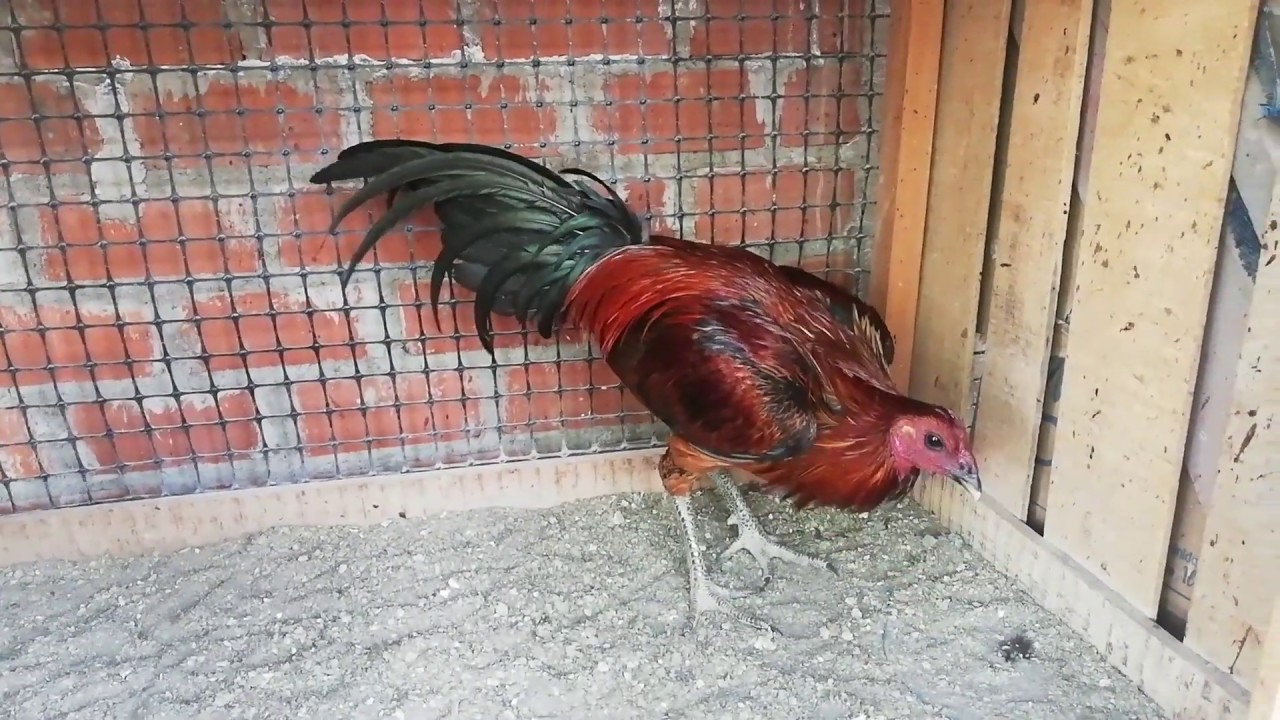 Gallo Peruano Navajero de carne negra - YouTube