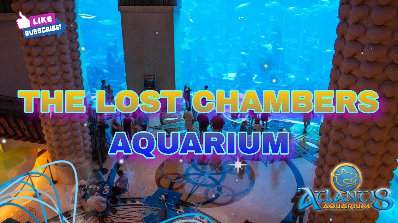 THE LOST CHAMBERS AQUARIUM | ATLANTIS DUBAI #dubai - YouTube