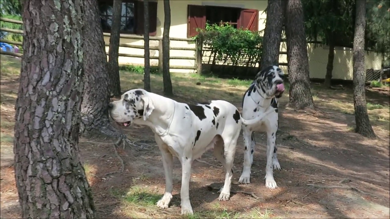 DOGALMAR Breeding GREAT Friends - YouTube