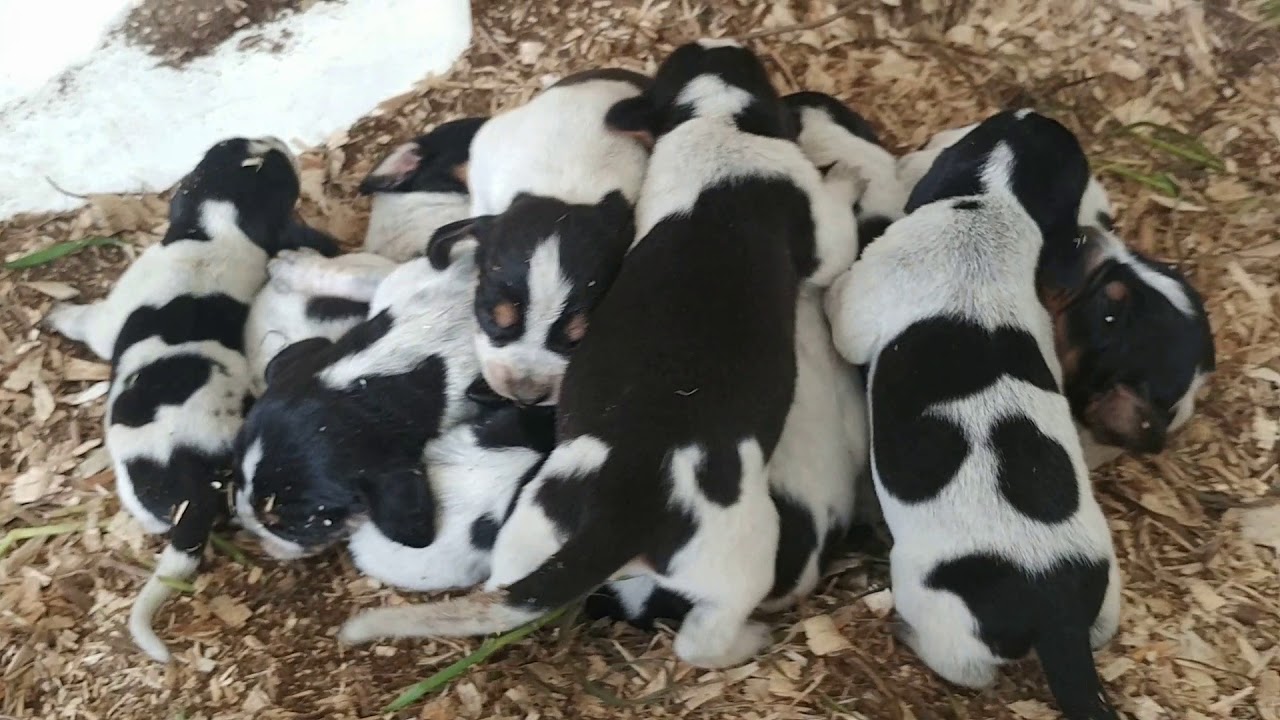 WEEK OLD UKC REG'D BLUETICK COONHOUND PUPPIES - YouTube