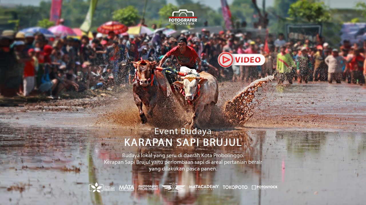 KERAPAN SAPI BRUJUL, PROBOLINGGO - YouTube
