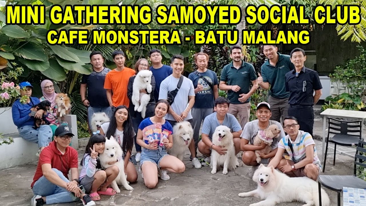 Mini Gathering Samoyed Social Club Batu Malang - YouTube
