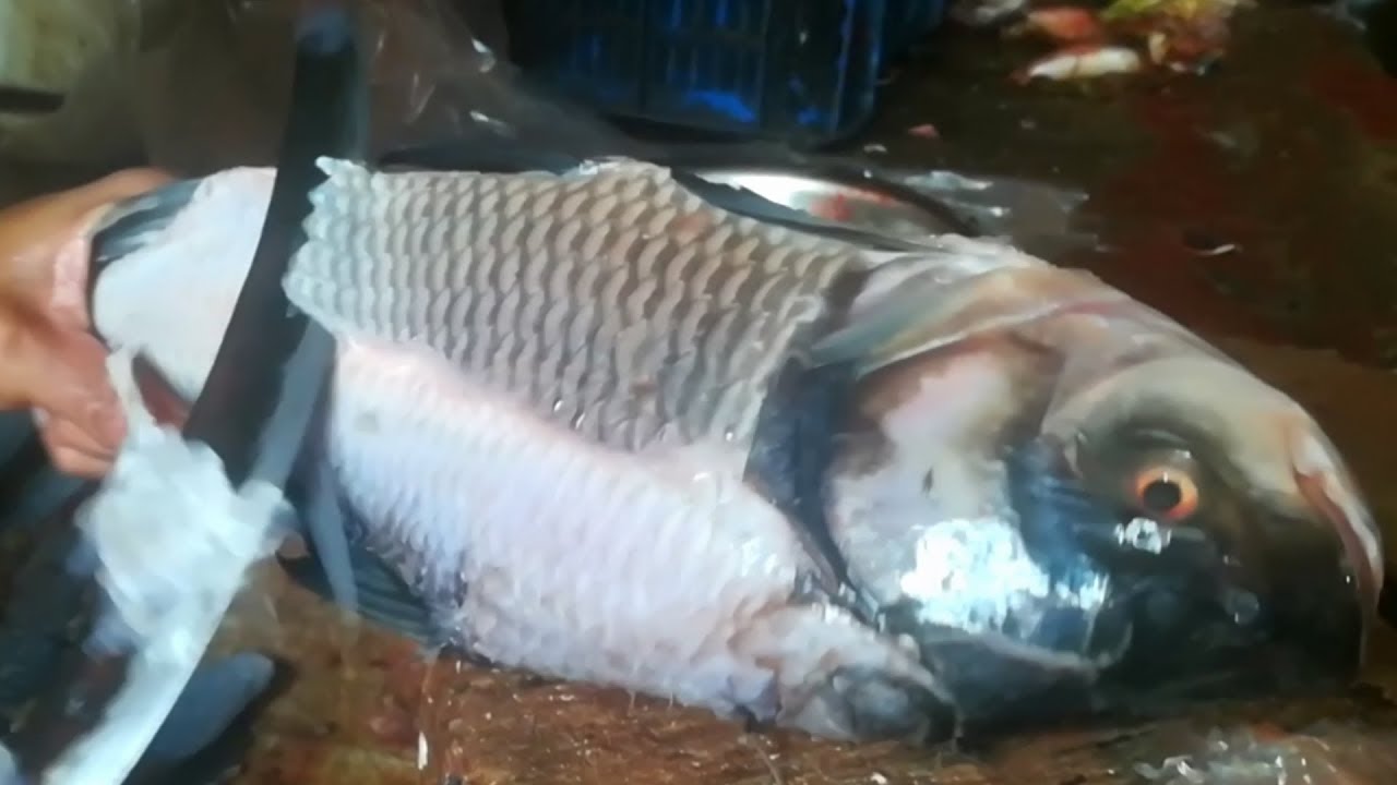 Expert Big Curp Fish Cutting Skills ! Live in Fish Market 2019 ! Fillet ...