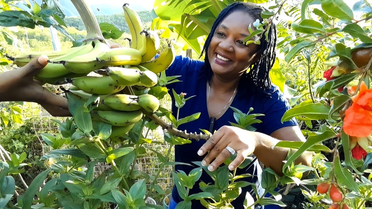 Growing Plantains And Bananas In Containers - YouTube
