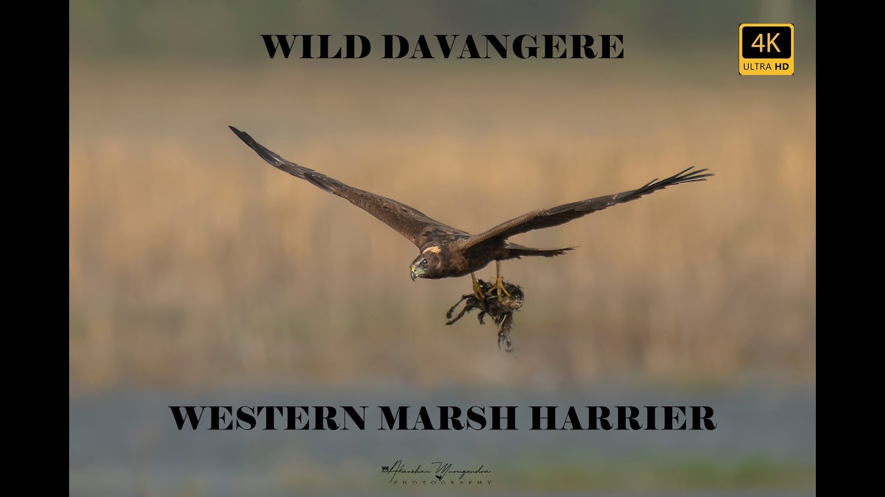 Western Marsh Harrier | Circus aeruginosus | Discovering Karnataka's ...