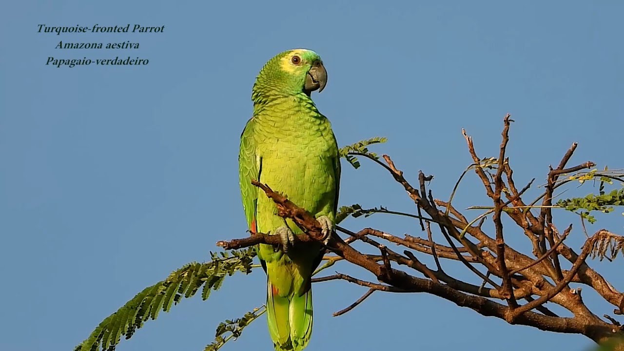 TURQUOISE-FRONTED PARROT (AMAZONA AESTIVA), PAPAGAIO-VERDADEIRO ...