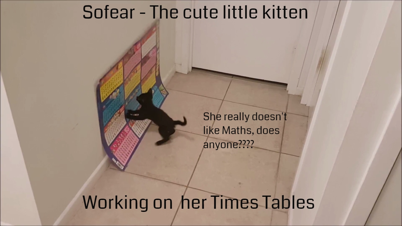 Cute Kitten Playing around - Sofear, the cute kitty cat, struggling ...