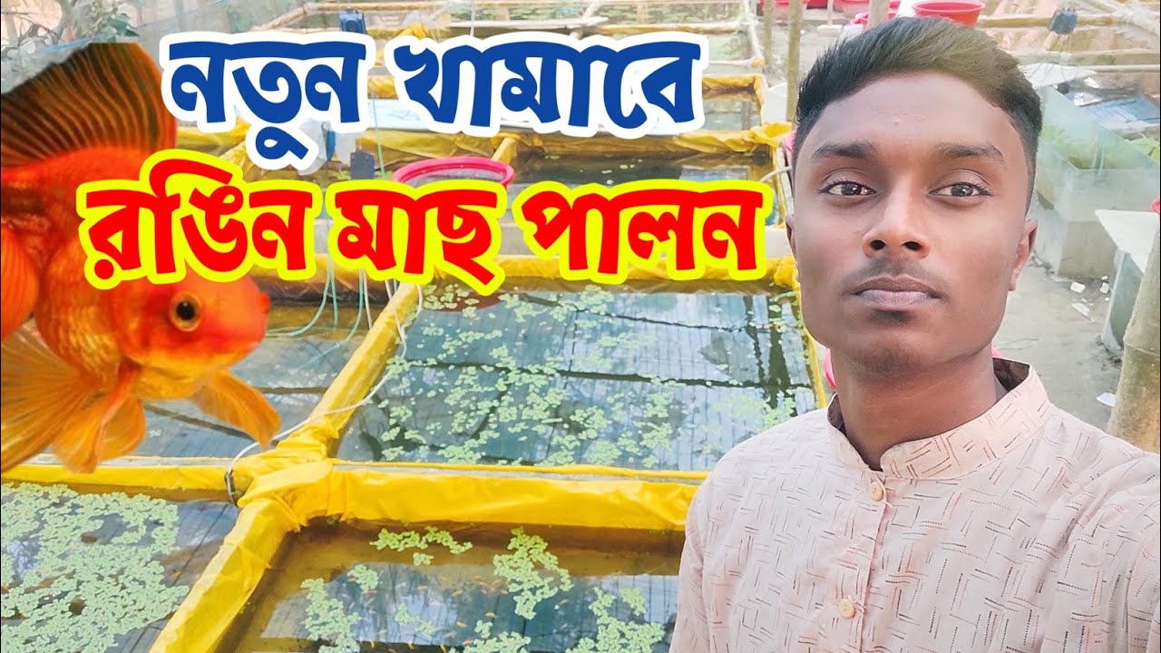 রঙিন মাছের খামার 😎 শীতে রঙিন মাছ পালন || রঙিন মাছ || Abdullah Aqua fish ...