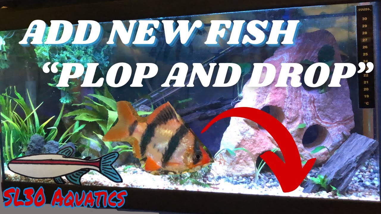 How to Acclimatise Fish “Plop and Drop” | How to | SL30 Aquatics - YouTube