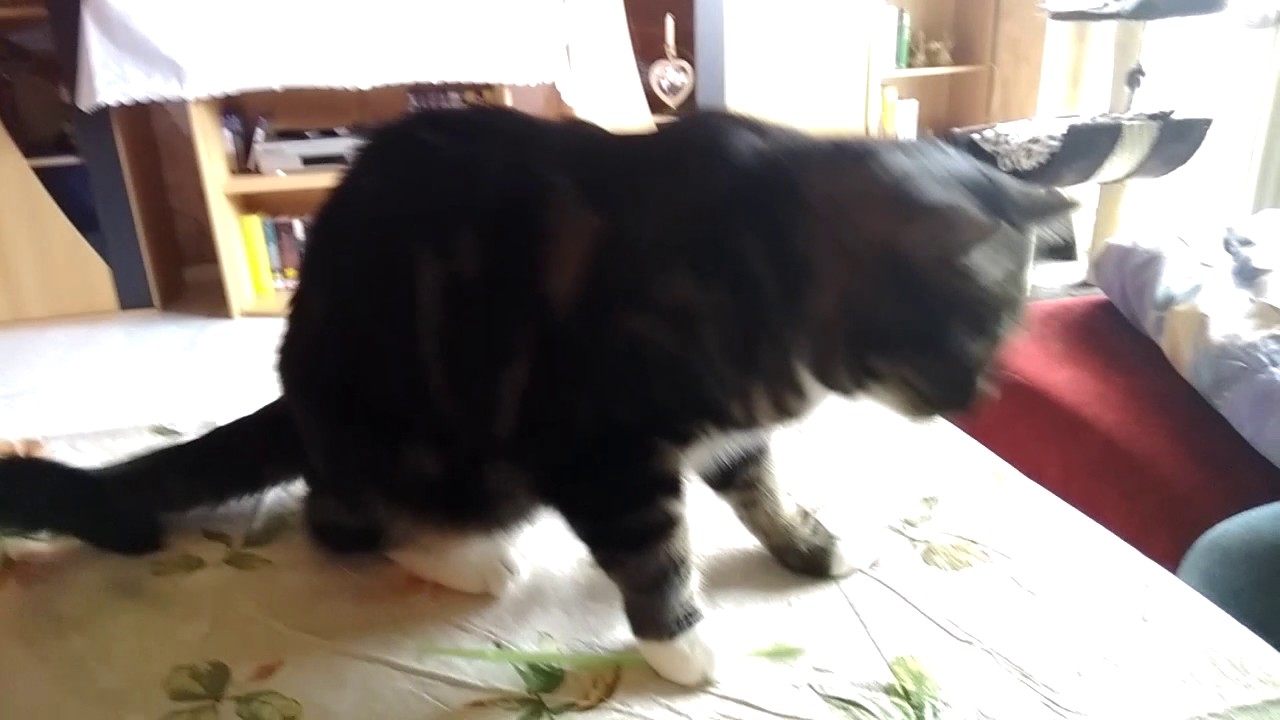 Rocky balboa cat plays - YouTube