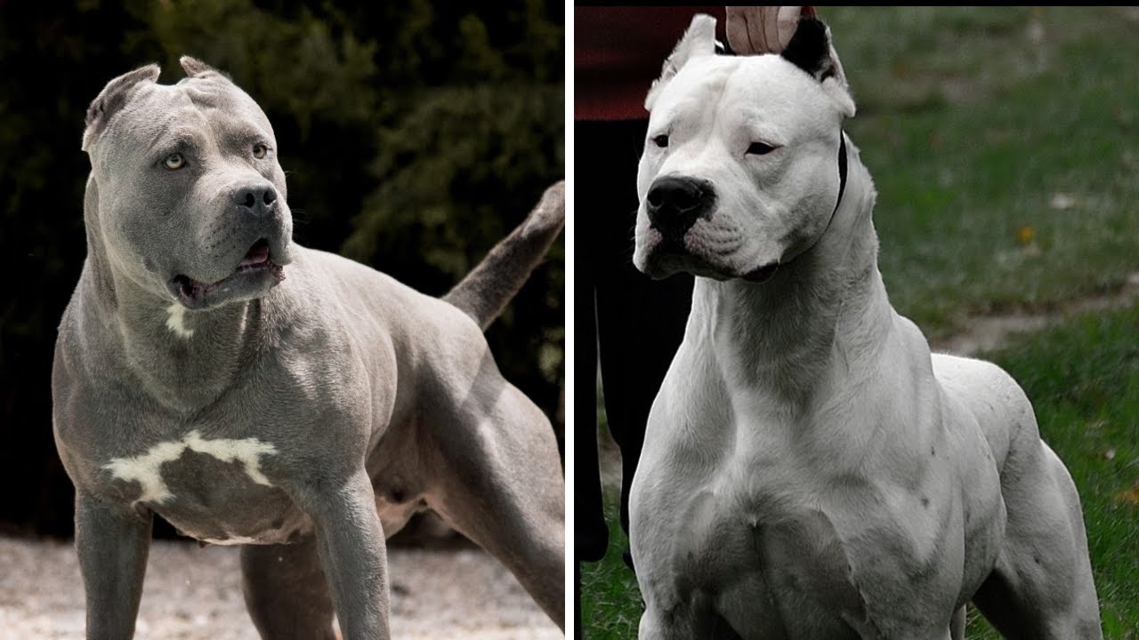 Top5 perros que el dogo argentino podría derrotar con facilidad - YouTube