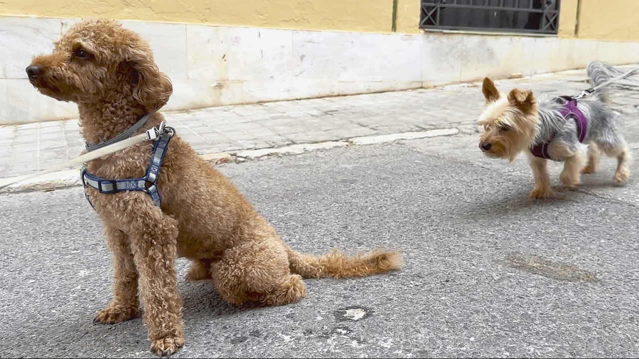 Charlie the Red Toy Poodle Bumps Into a Doggy Friend but Gets Excited ...