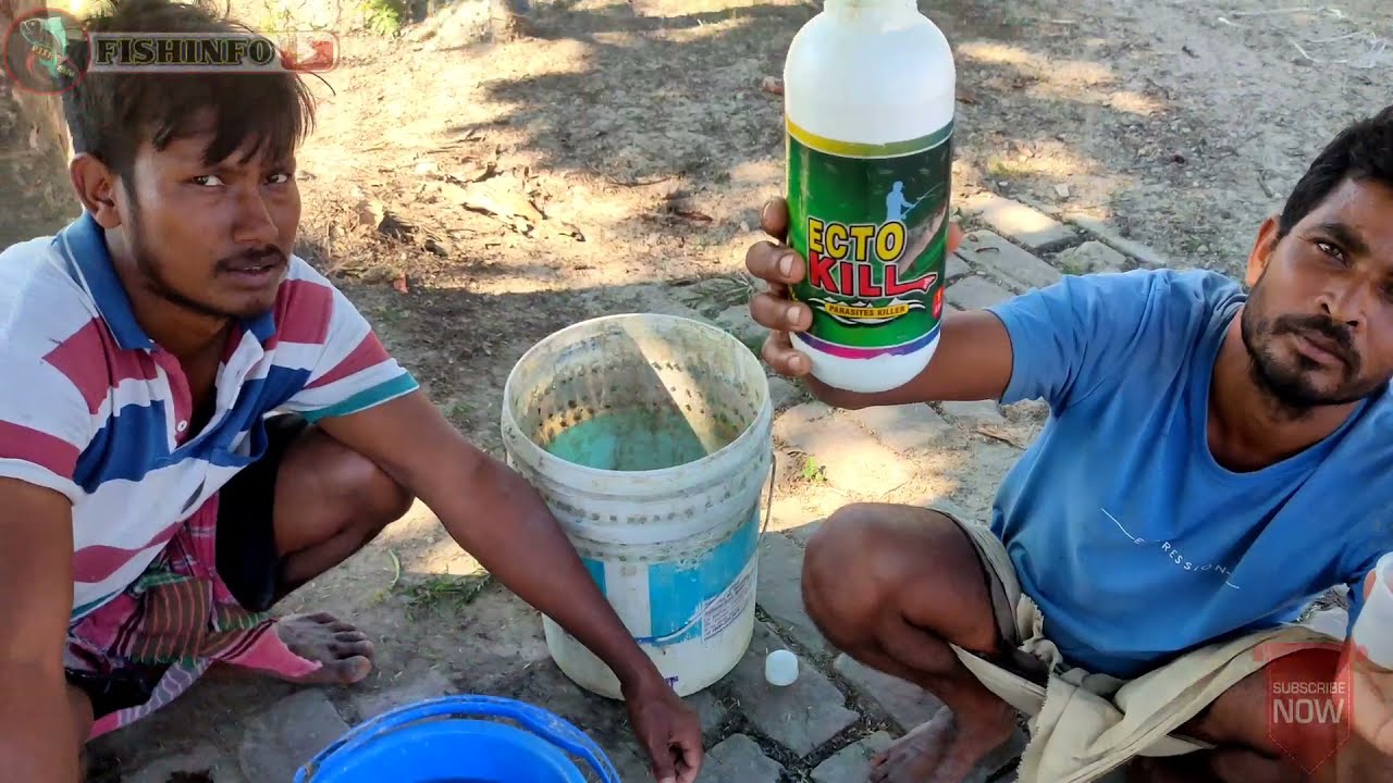 fish disease and control | fish parasites control new medicine | Ecto ...