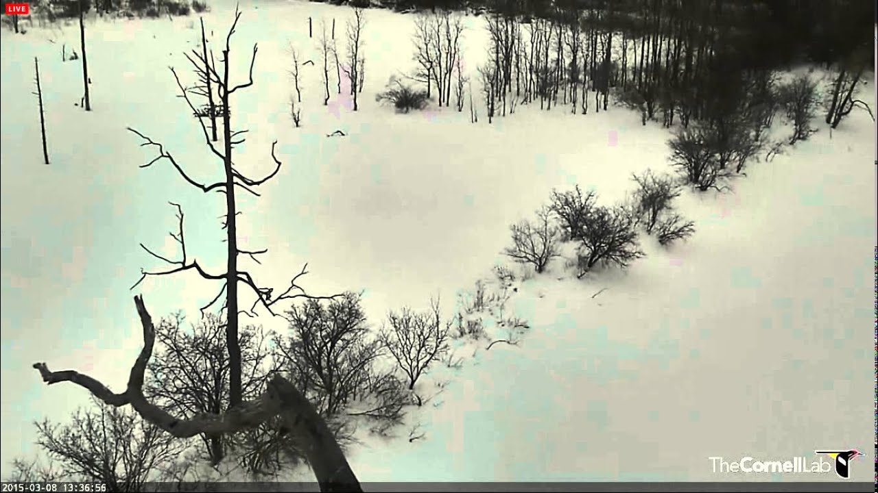 Video 2015 03 08 133600 LARGE BIRD FLYBY TOP OF SCREEN - YouTube