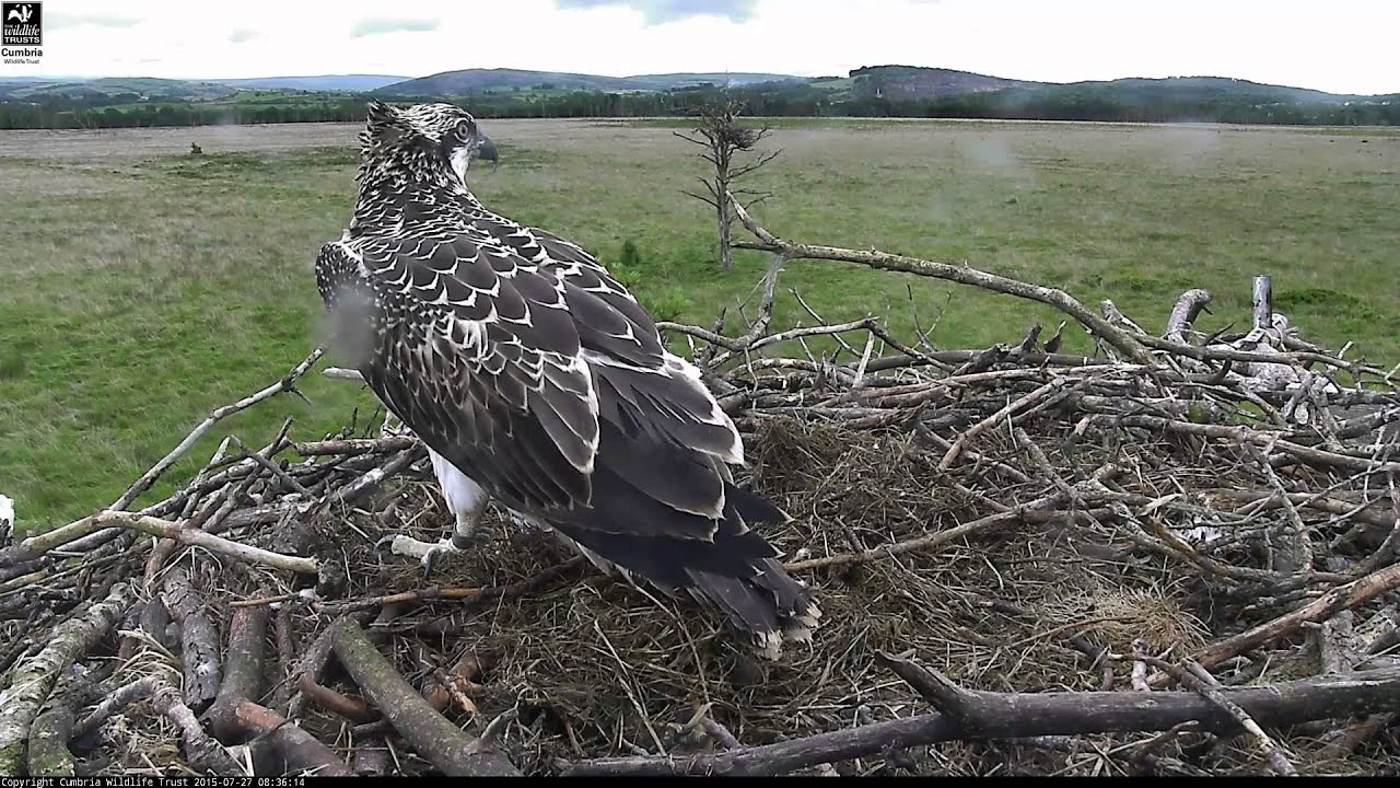 Osprey nest cam short clip: V4's first flight - YouTube