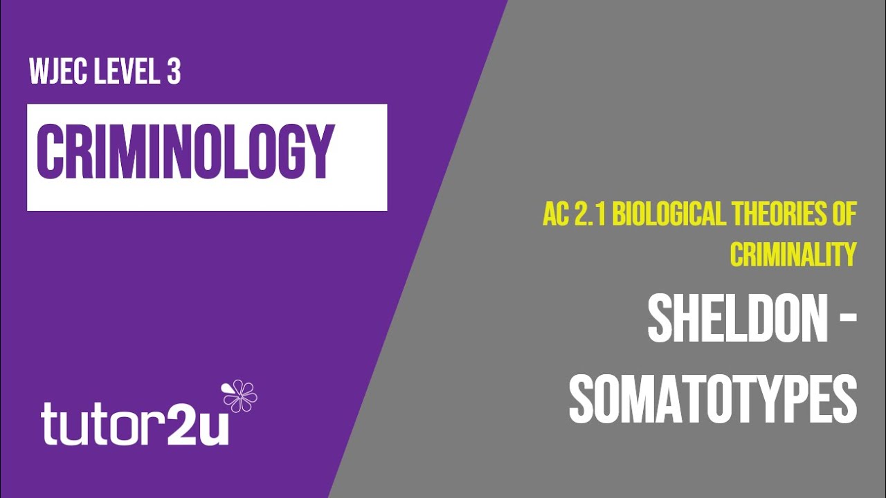 Sheldon and Somatotypes | WJEC Criminology | Unit 2 | A.C. 2.1 ...