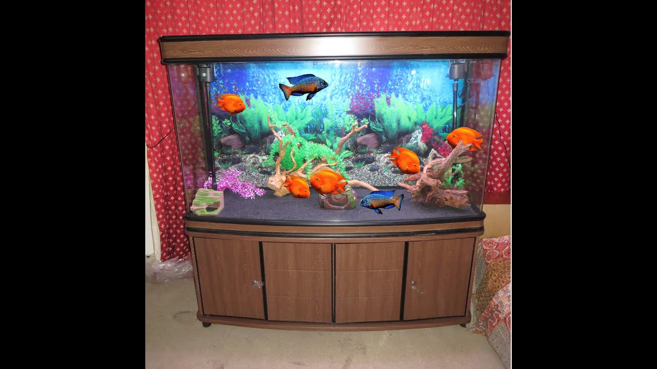 Aquarium China & Japanese Koi , Thai Fish & Aquarium - YouTube