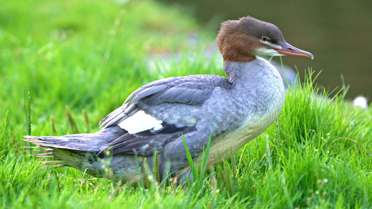 Young Goosander / Common Merganser Duck Grooming / Preening [4K] - YouTube