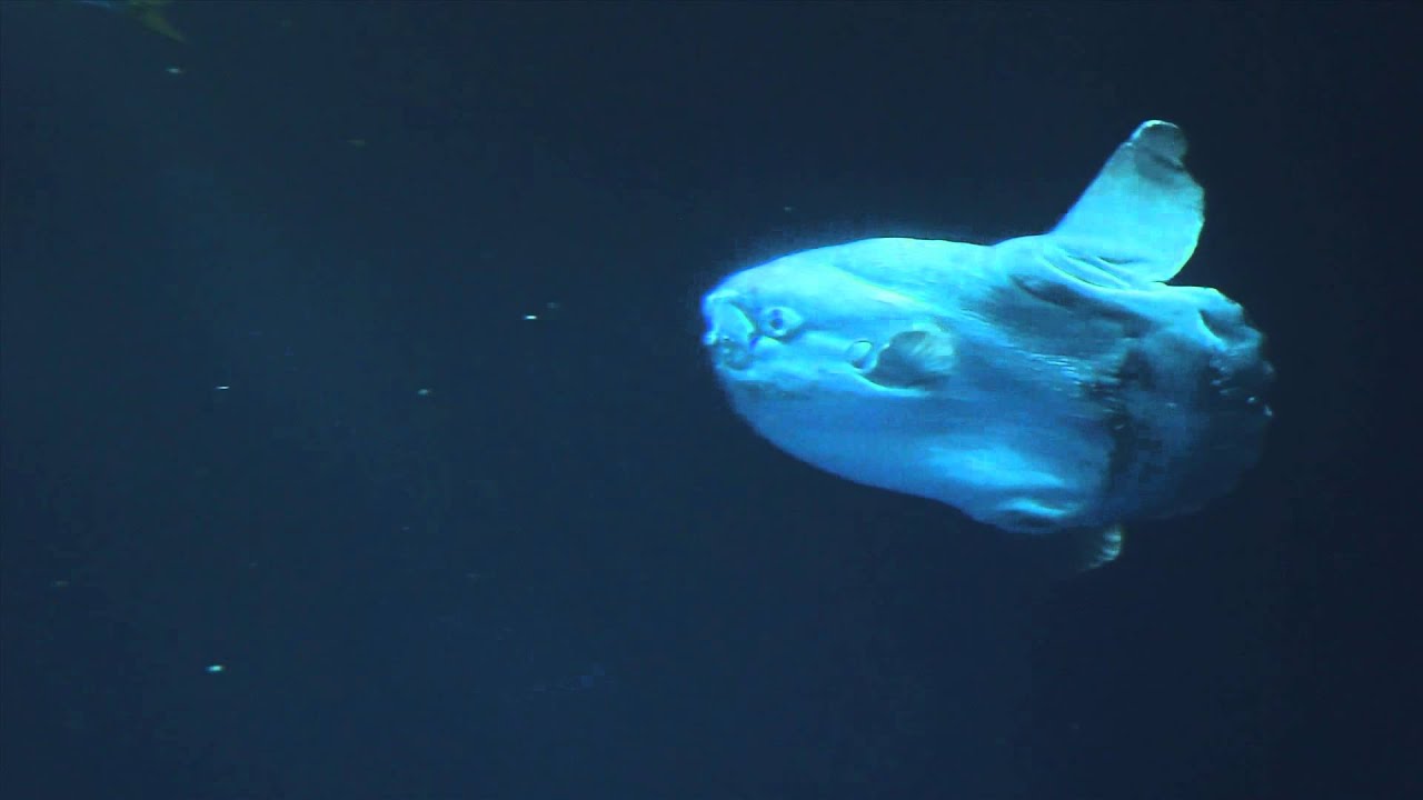 Sunfish at Monterey Bay Aquarium - YouTube