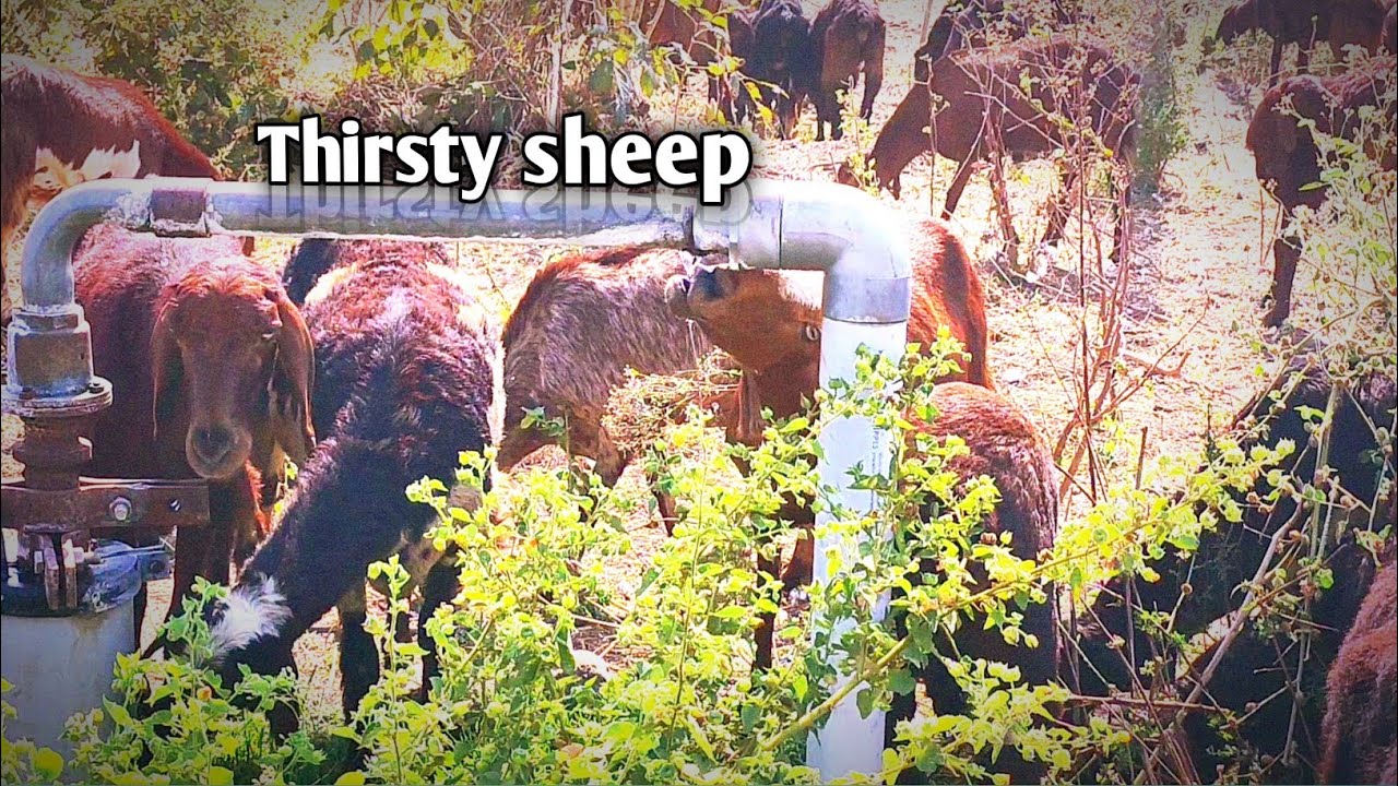 Thirsty sheep ||Sheep have different skills for drinking water ...
