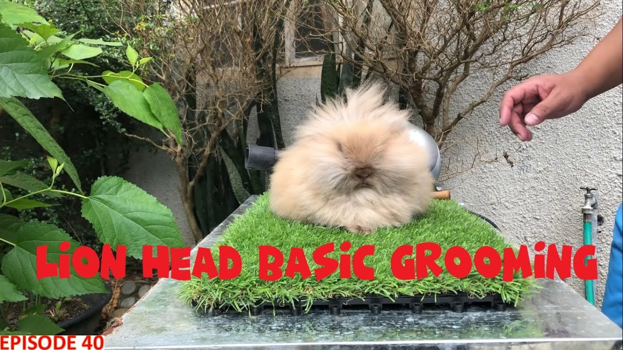 RABBIT FARMING - LIONHEAD BASIC GROOMING (TAGALOG) - YouTube