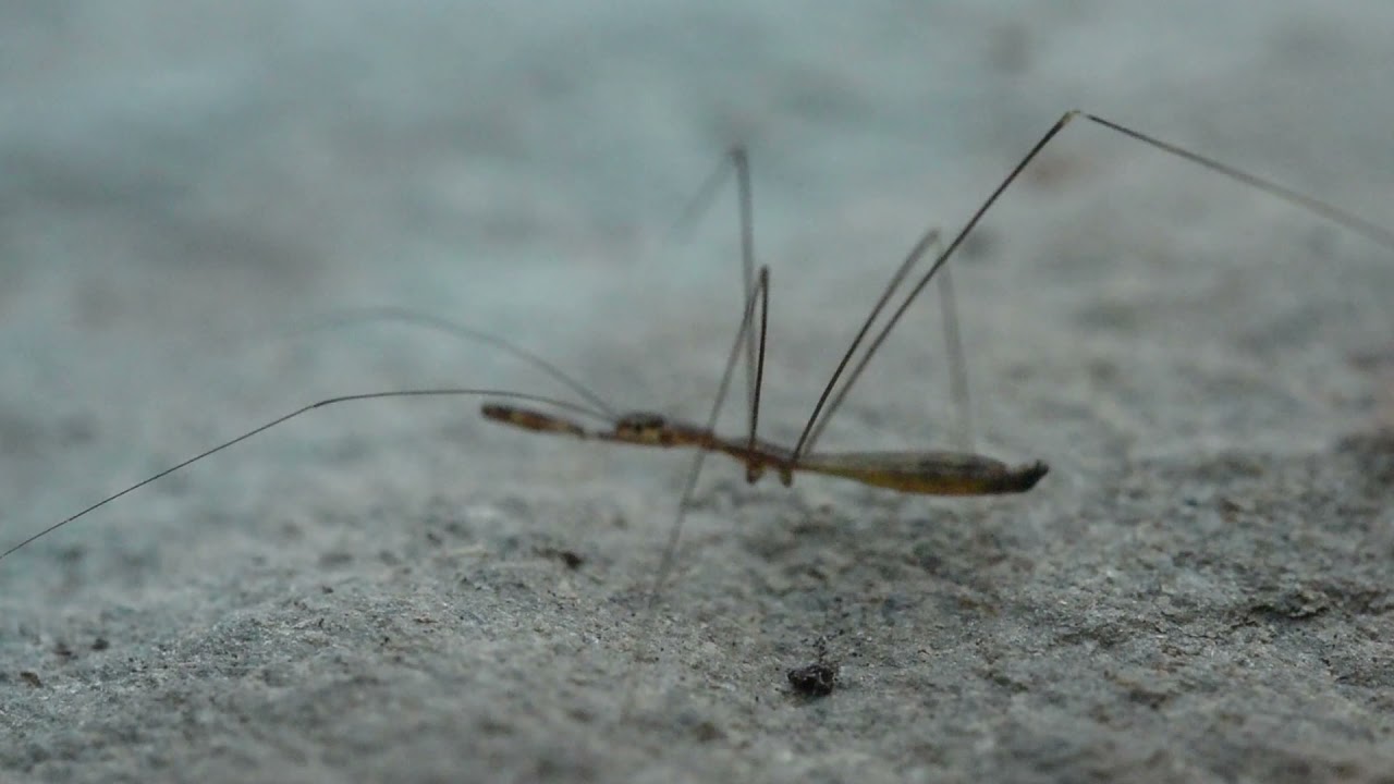 Dancing Bug ! - YouTube