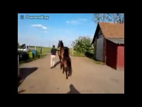Mating horses is the best shooting in history Mating horses is the best shooting in history
