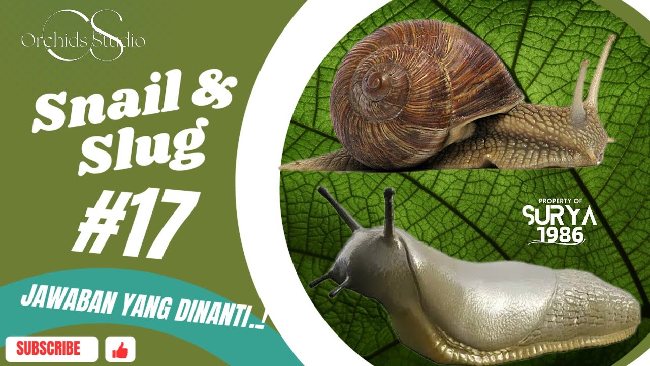 Hama ketika musim penghujan, Snail & Slug, di Green Housemu ada yg ...