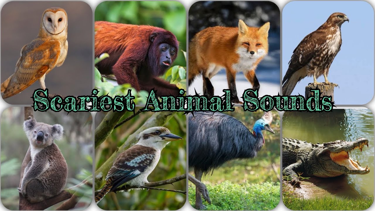 Scariest Animal Sounds (Part-2) - YouTube