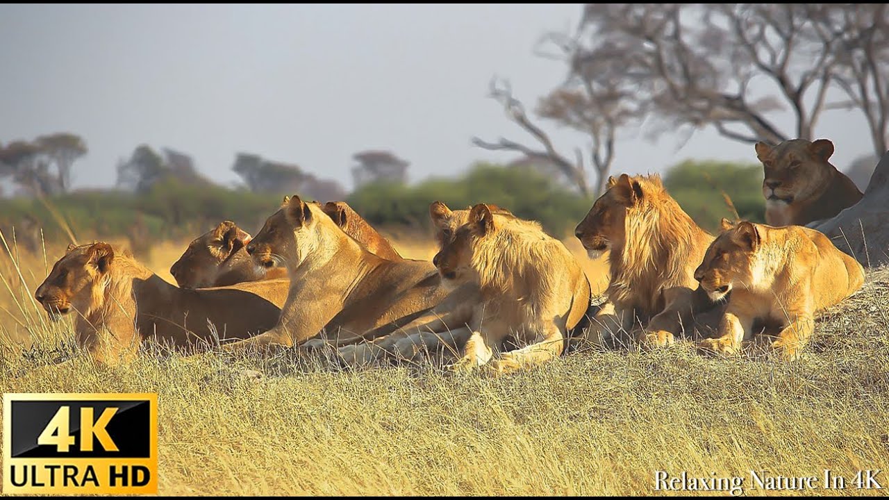 4K African Wildlife: Amazing Lions Collection In 4K - Scenic Wildlife ...