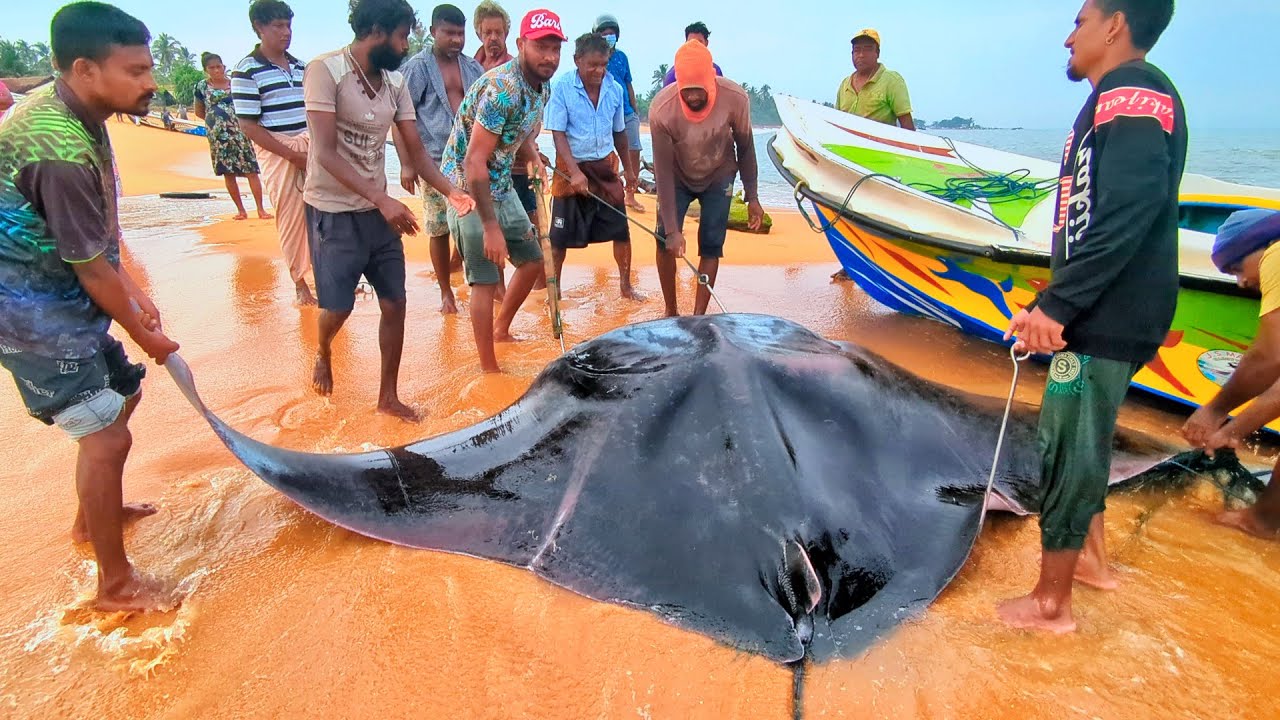 Spectacular Manta Ray Catch: Incredible Teamwork on the Shore - YouTube