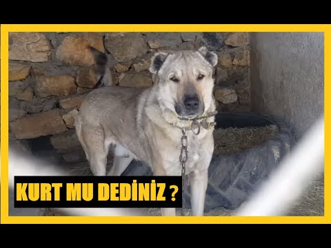 DAĞDAKİ ASİL KURT MU? KAPINDAKİ SADIK KÖPEK Mİ? #kangal #kurt