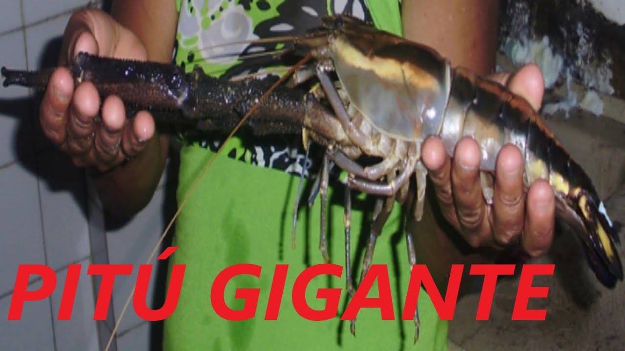 Capturamos o VERDADEIRO camarão PITÚ veja a diferença - YouTube