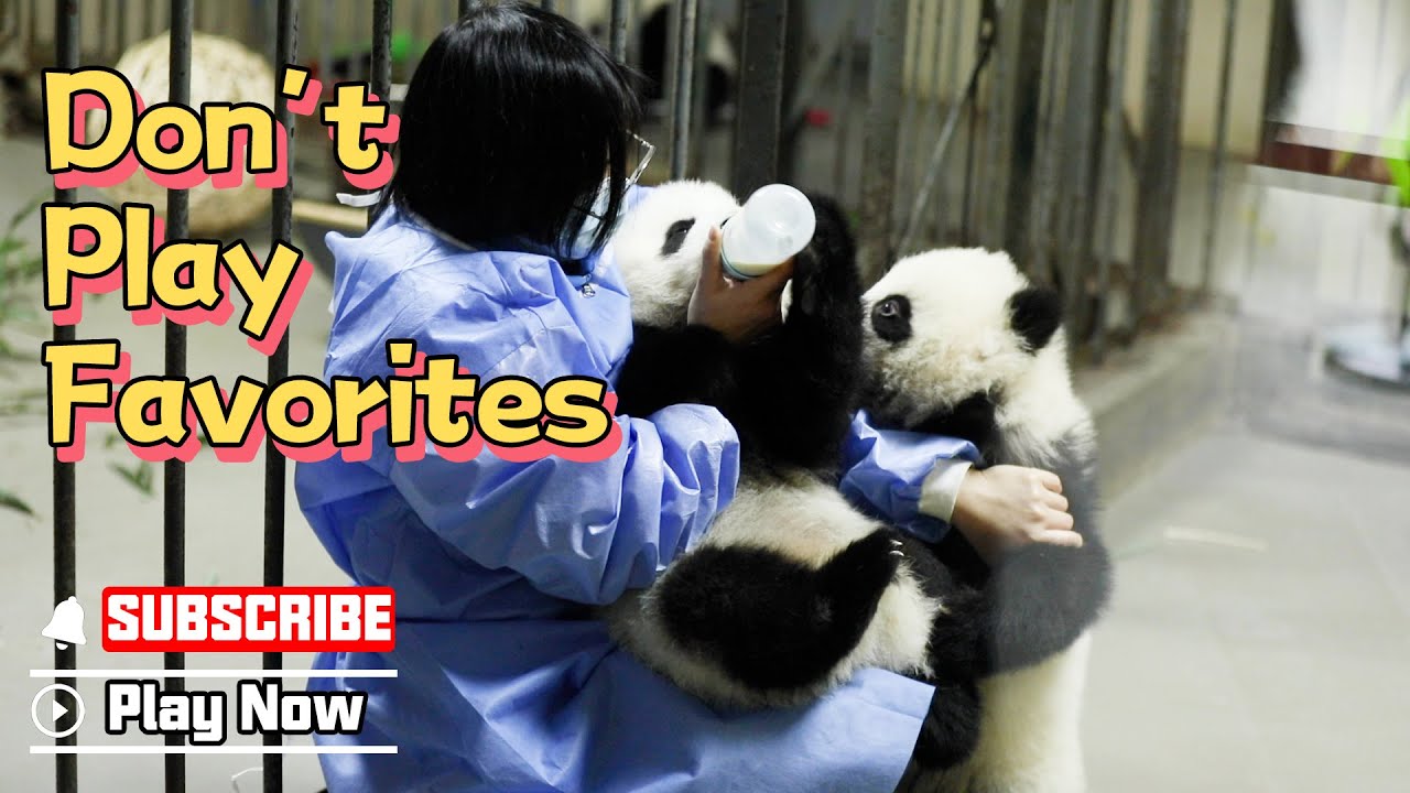 Baby Panda Getting Mad When Nanny Only Feeds Its Friend | iPanda - YouTube