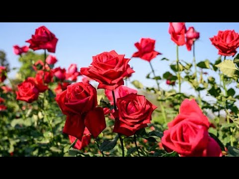 Let's see the beauty of beautiful natural flowers | Amazing nature scenery